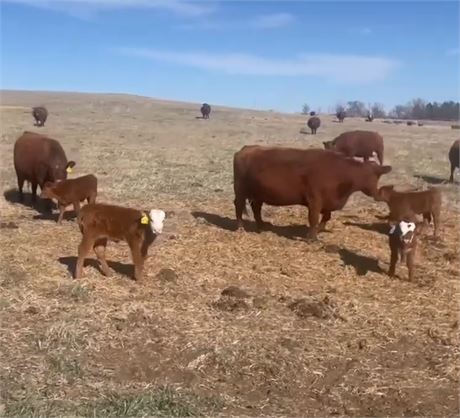 Red Angus & F1 Baldy Steer Calves | Grassy Butte, North Dakota